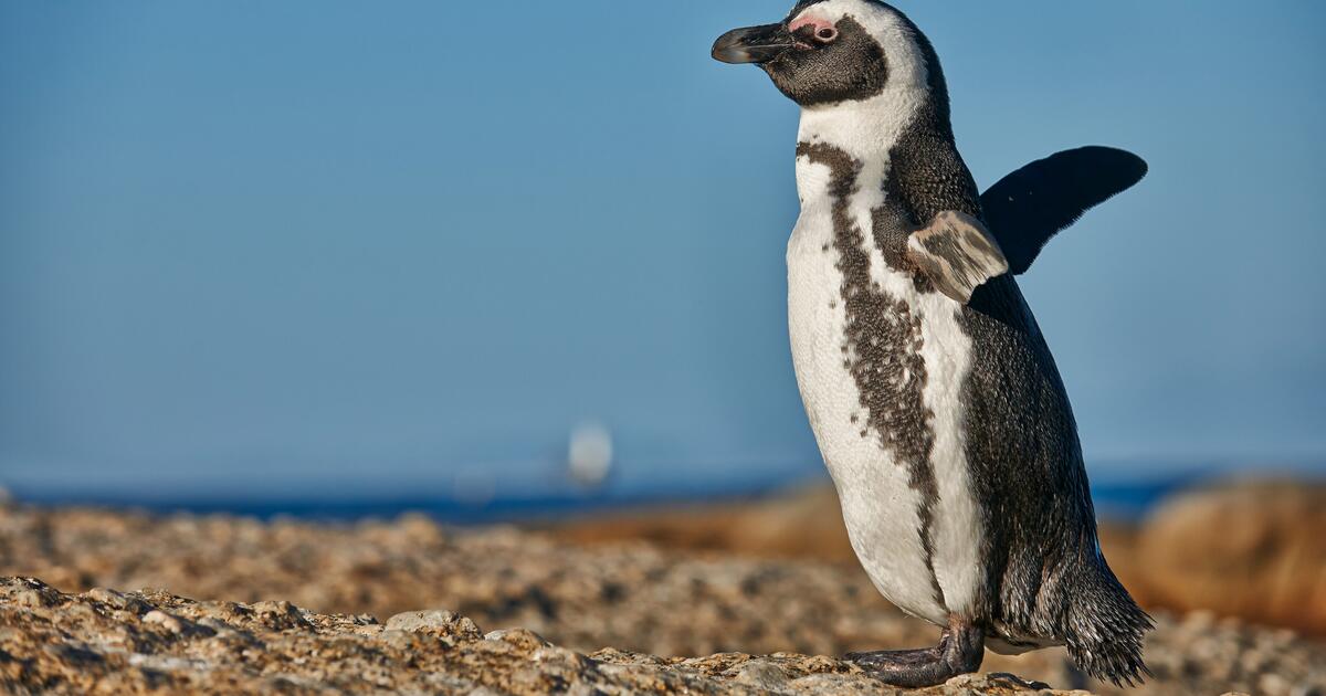 ‘Penguin Town’, l’adorable documentaire consacré aux pingouins d ...